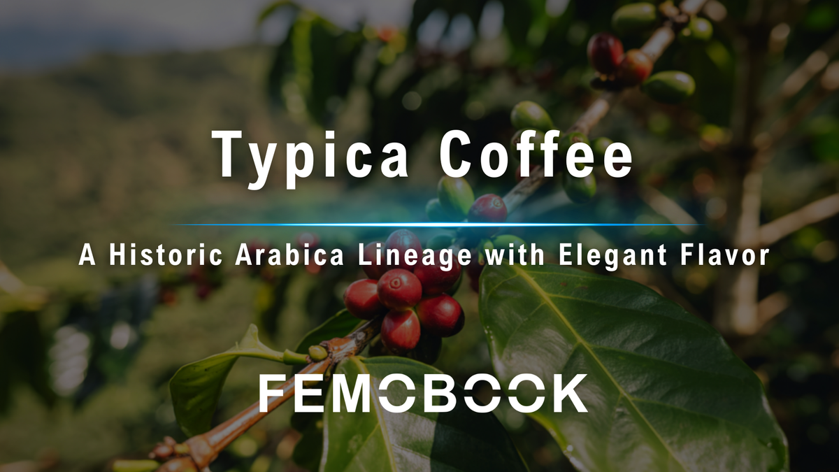Typica Coffee Guide: Origin, Flavor Profile, and Growing Regions – Femobook